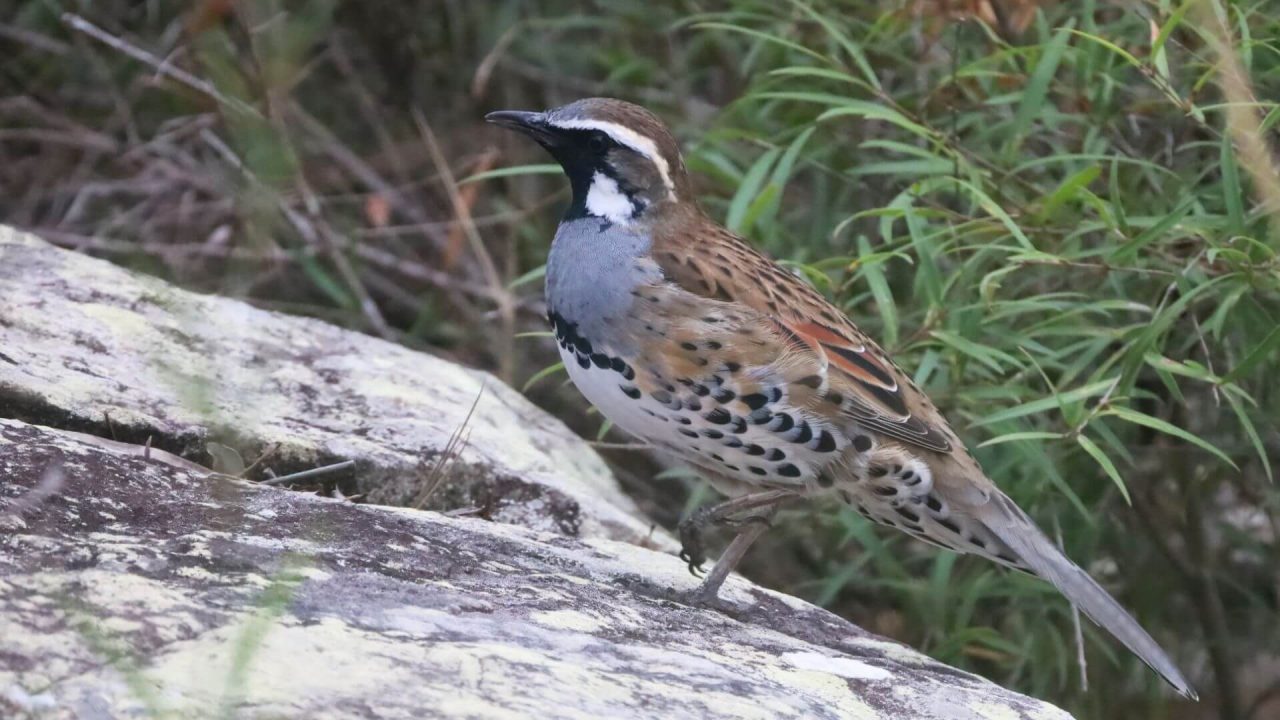 Australia In The Wild | Birding and Wildlife guiding in Queensland and ...